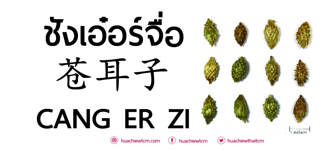 CANG ER ZI 苍耳子 - huachiewtcm
