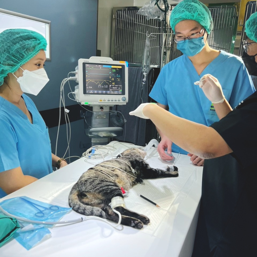 ศูนย์ผ่าตัดศัลยกรรมและบริการทันตกรรมสัตว์เลี้ยง - setthakitanimalhospital