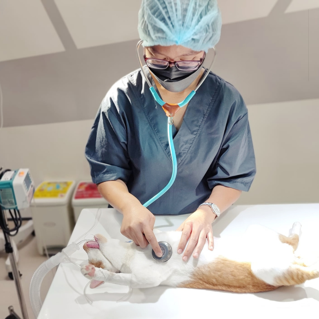 ศูนย์ผ่าตัดศัลยกรรมและบริการทันตกรรมสัตว์เลี้ยง - setthakitanimalhospital