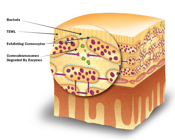 โครงสร้างผิวหนัง บทความโดยเภสัชกร - pharmabeautycare