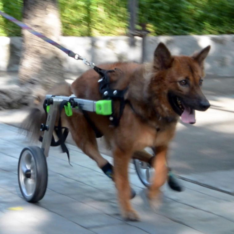 Wheelchair for handicapped animals - Ivethospital