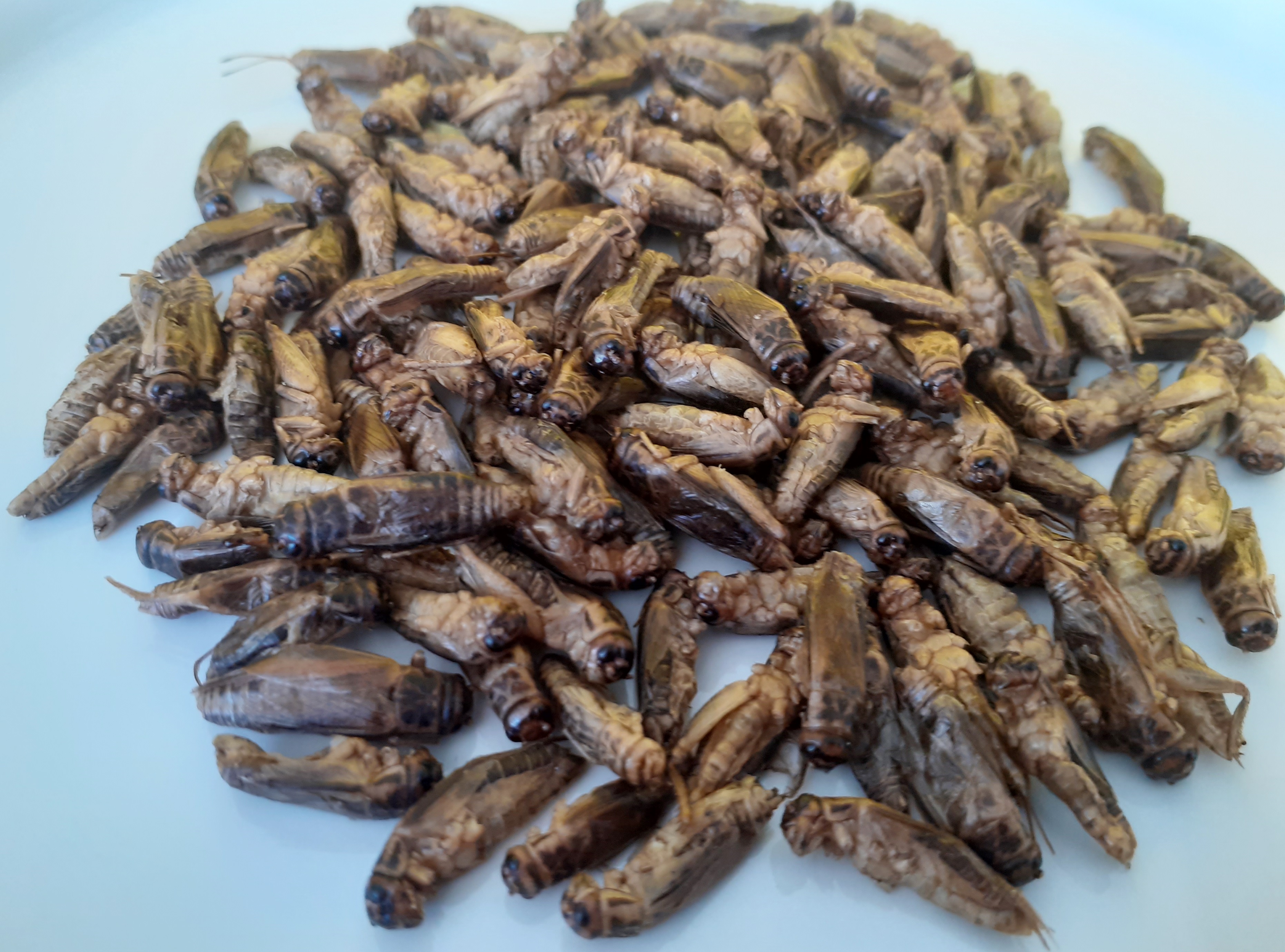 powderbugs - powderbugs