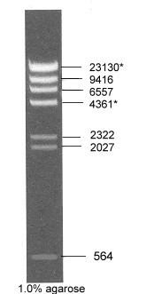 Lambda DNA/HindIII Marker, Ready-to-use - smartscience