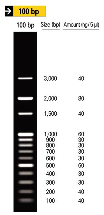 100 bp DNA Ladder Marker ,100μg/ml,0.5ml - smartscience