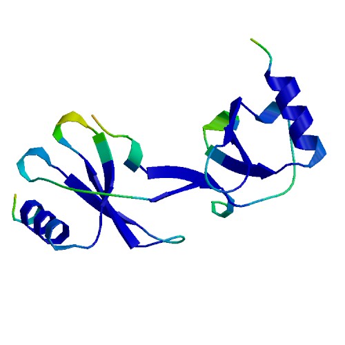CCL2, Human - smartscience