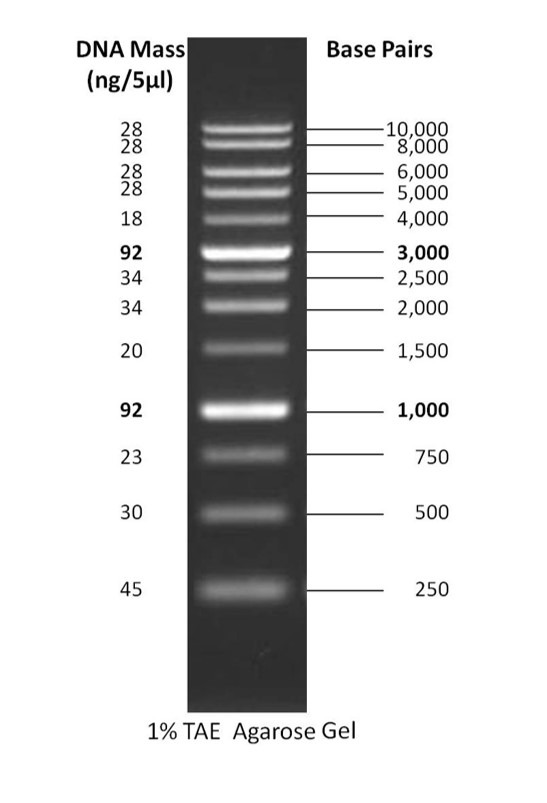1 Kb DNA Ladder Smartscience