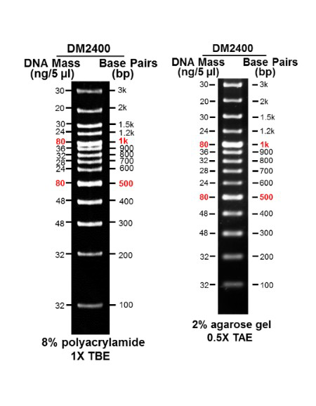 AccuBand™ 100 bp+3K DNA Ladder II, 500 μl - Smartscience