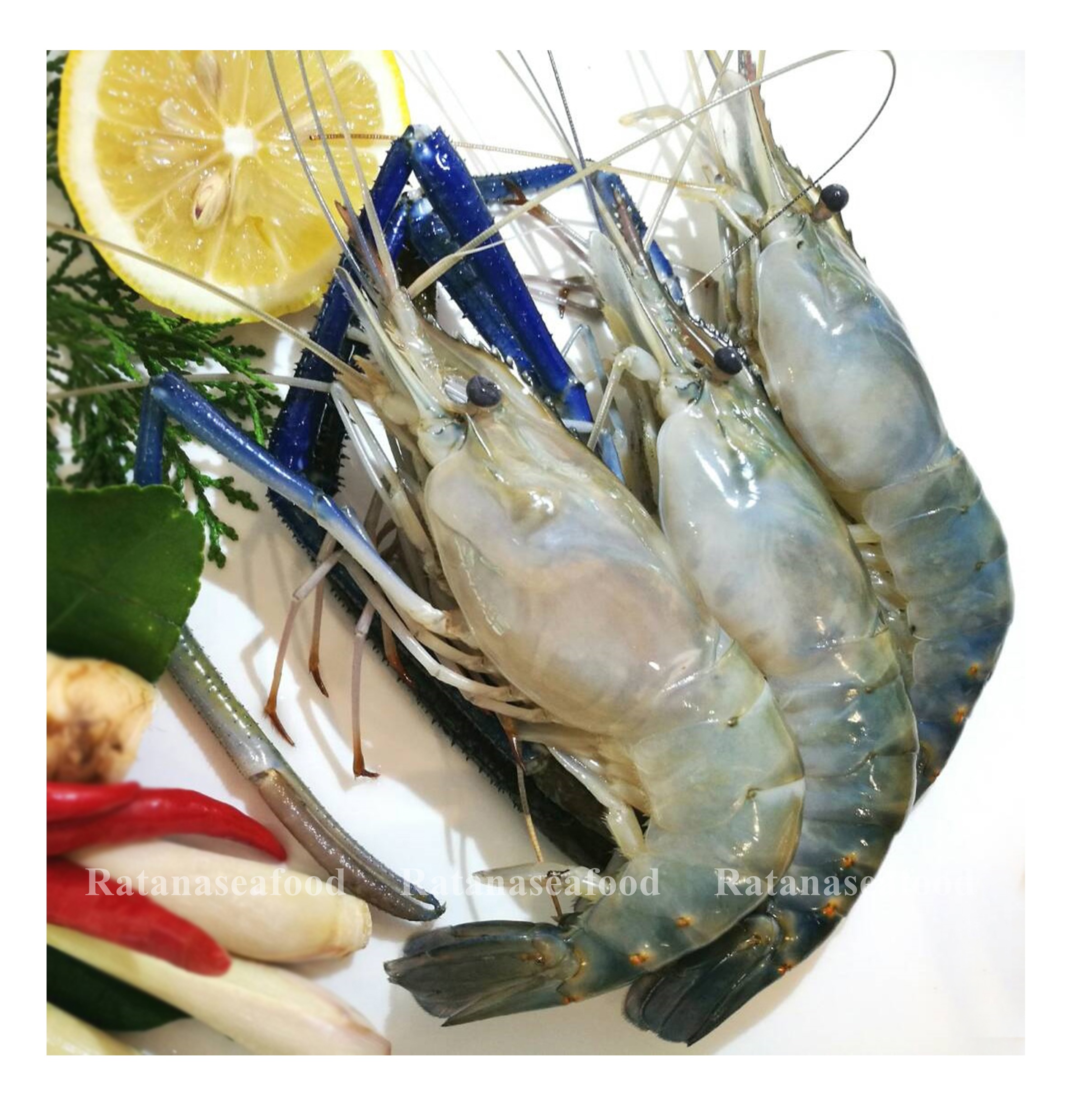 Fresh River Prawn - ratanaseafood