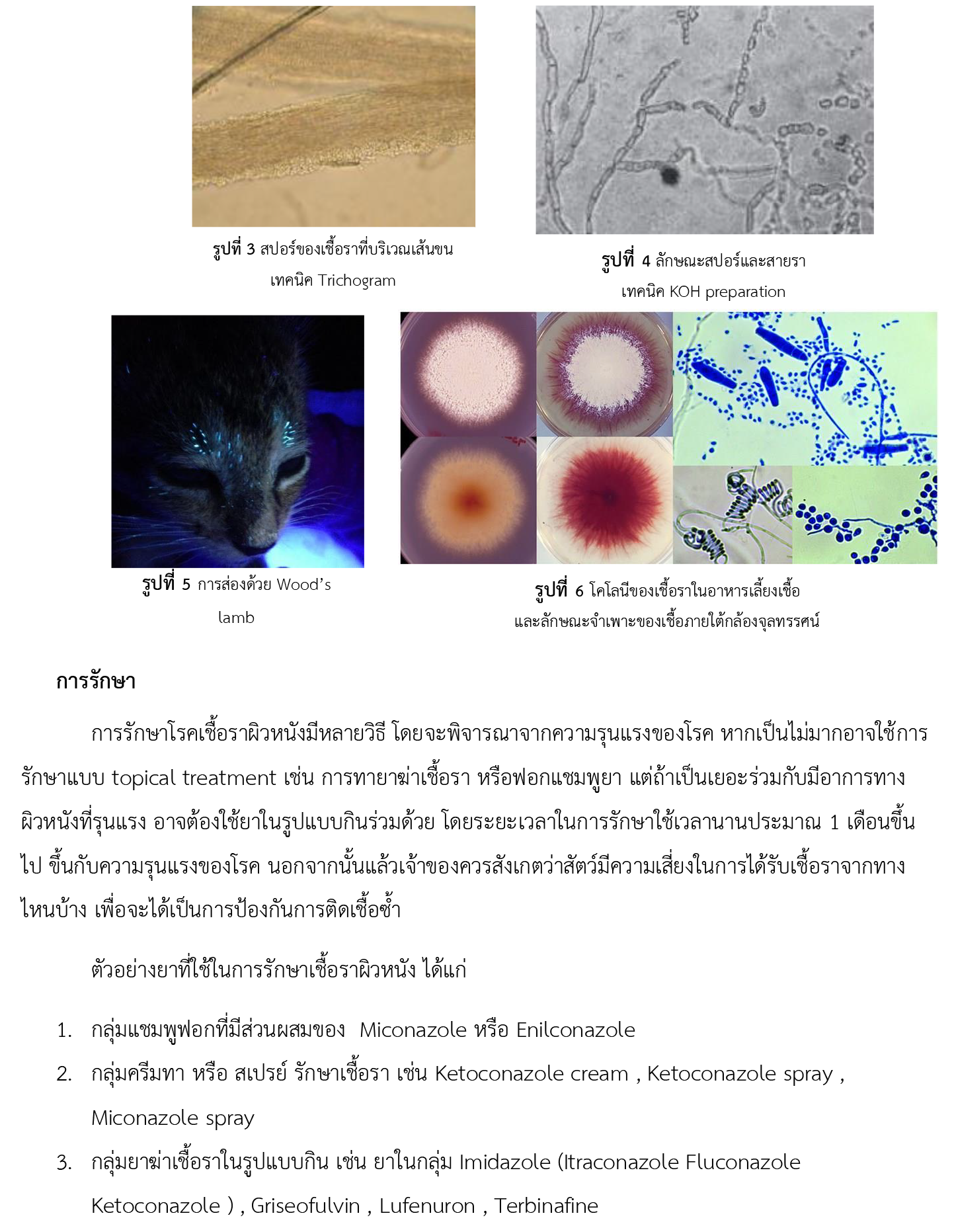 โรคเชื้อราผิวหนัง (Dermatophytosis in animals) - epofclinic