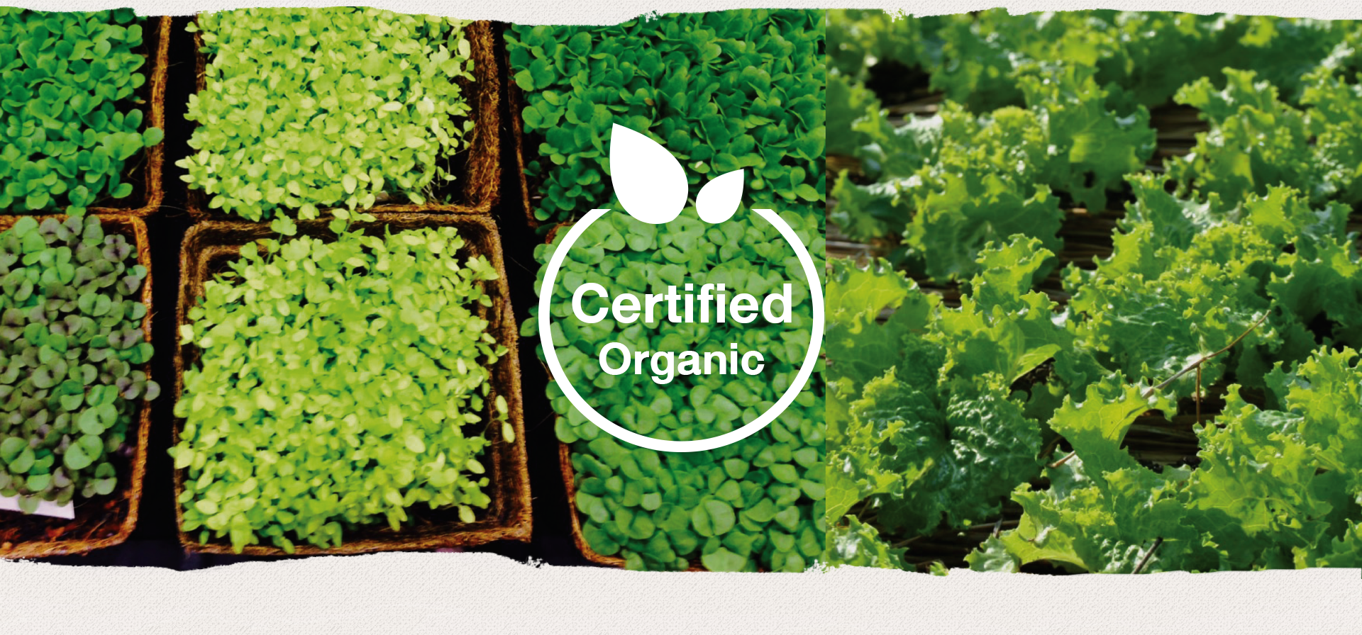 Our Factory - Chitaorganicfood