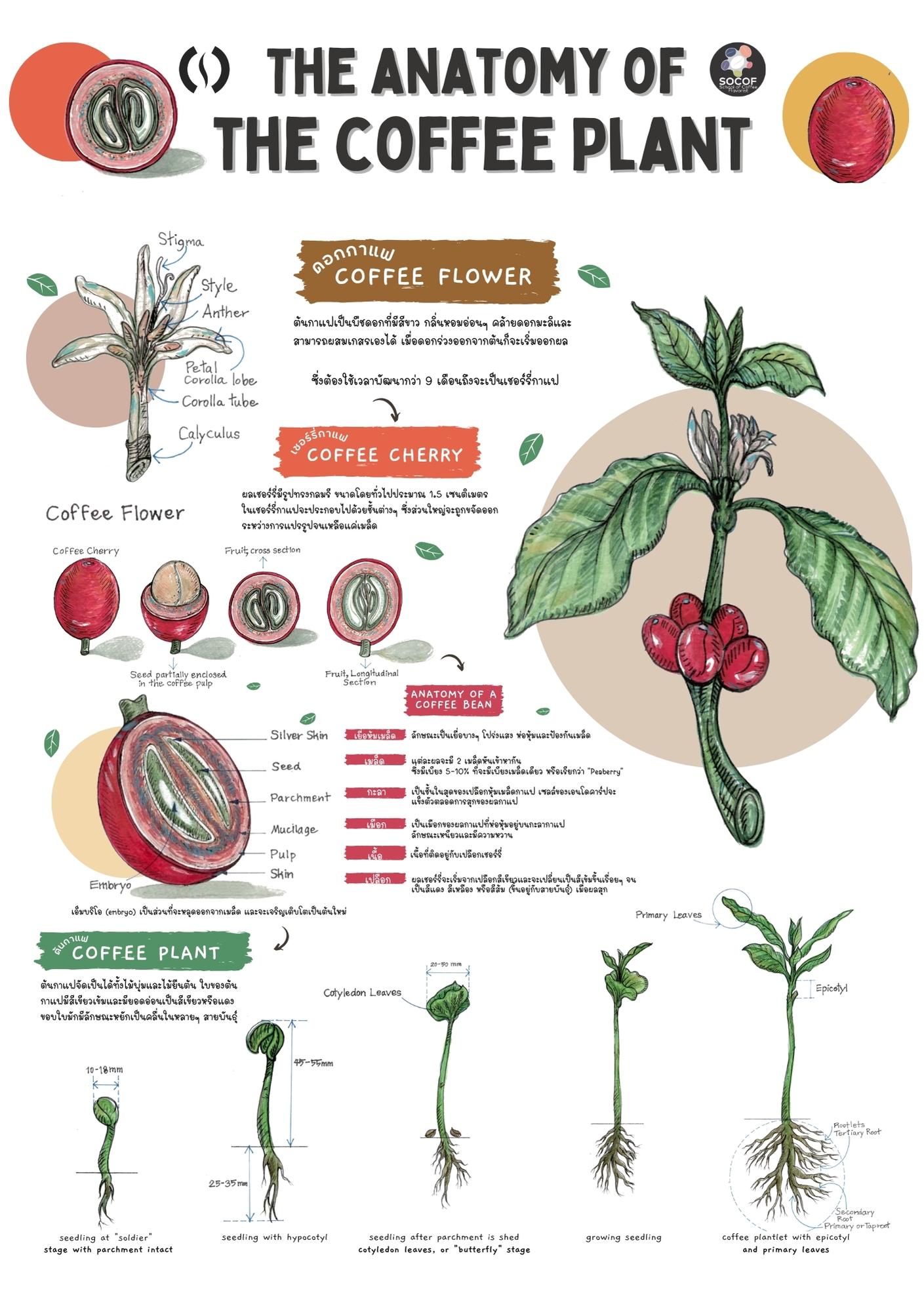 The anatomy of the coffee plant