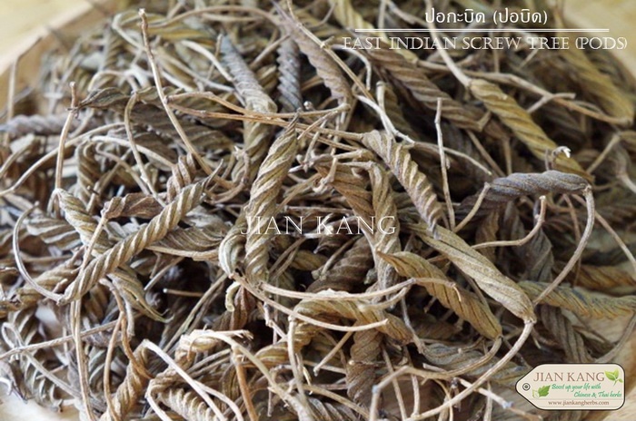 ปอกะบิด หรือ ปอบิด (East Indian Screw Tree)