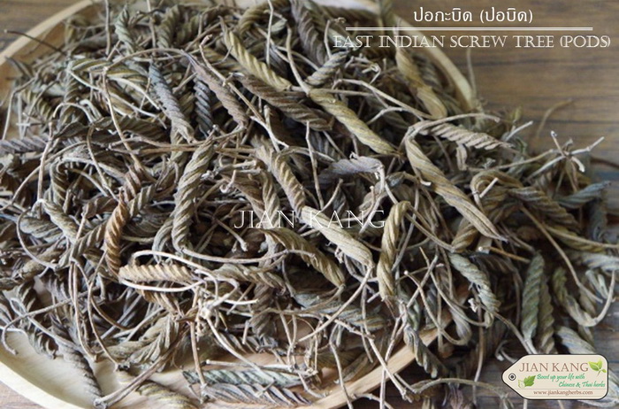 ปอกะบิด หรือ ปอบิด (East Indian Screw Tree)