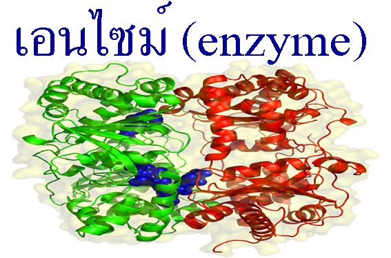 Enzyme - utschannel