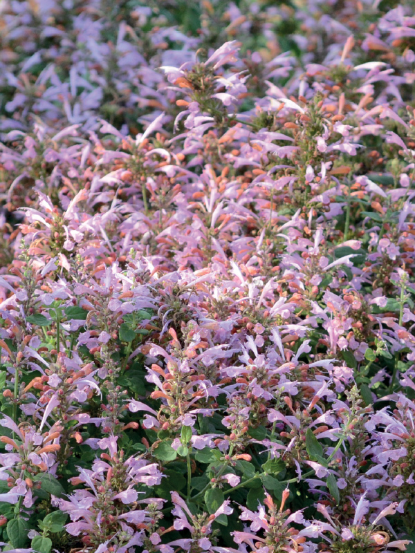 Agastache อากัสตาเช่ ปลูกได้ที่ฤดูกาลชอบแสงแดด - aga-agro