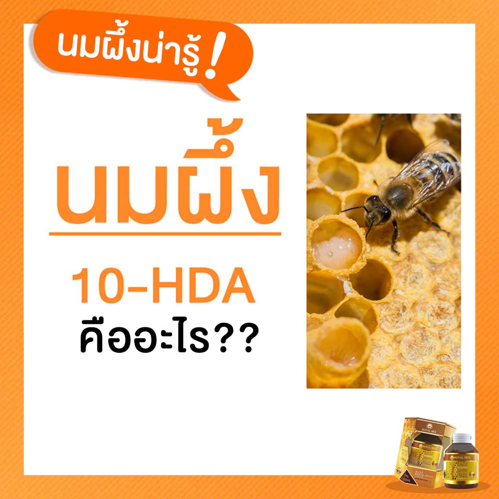 10-HDA คืออะไร มาจากไหน สำคัญอย่างไร? - royalbeeroyaljelly