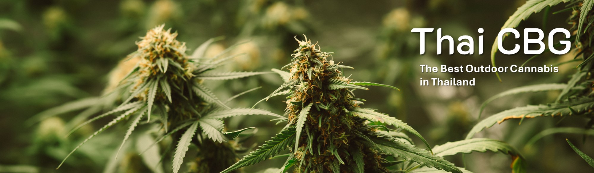 ไทยซีบีจี จำหน่ายดอกกัญชา พันธุ์ต่างประเทศ Outdoor THC 20%