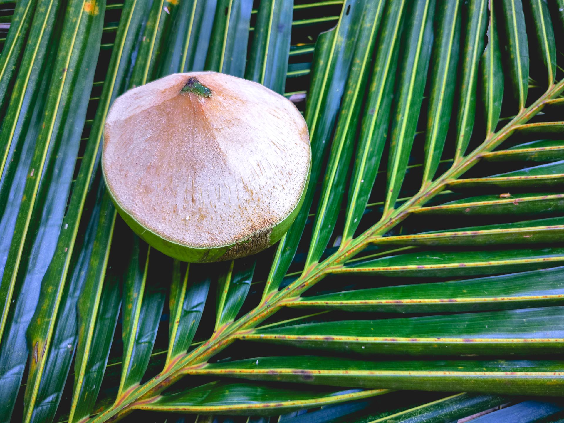 Farm of Nam-Hom Coconut - organthai