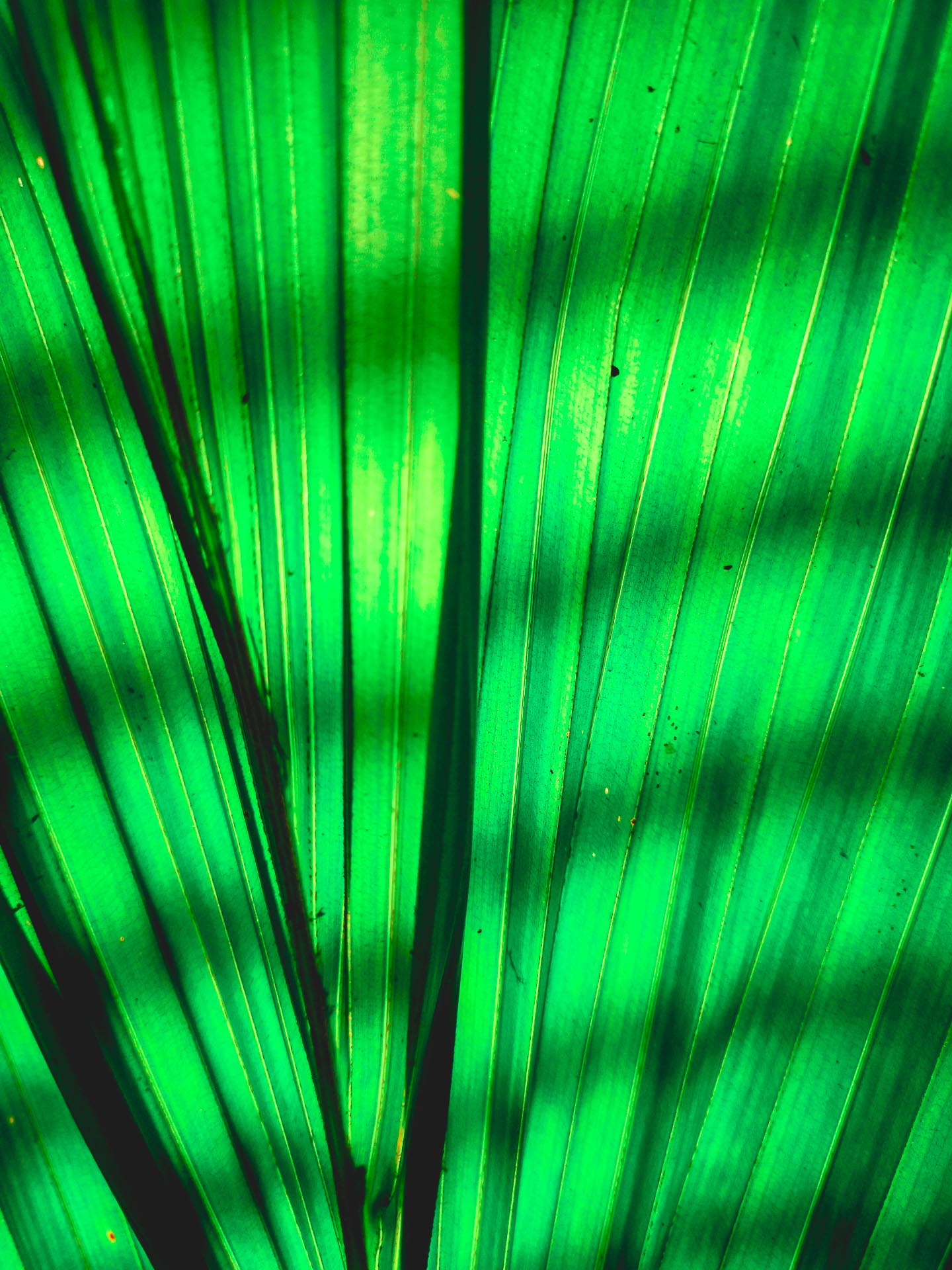 Farm of Nam-Hom Coconut - organthai