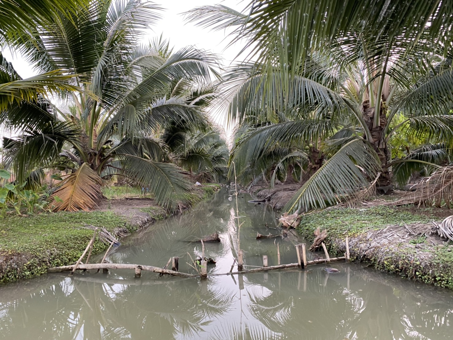 Farm of Nam-Hom Coconut - organthai