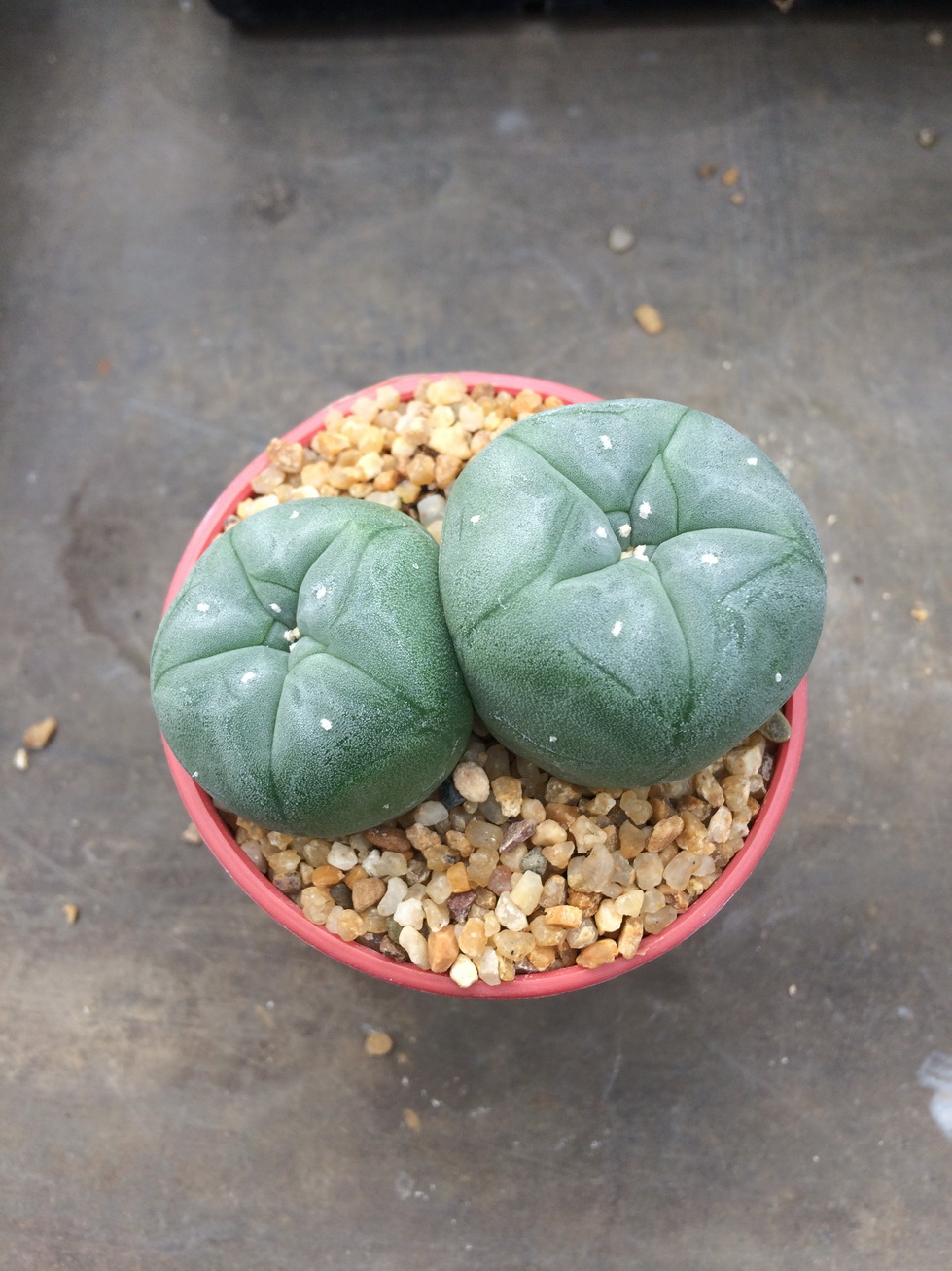 Scientists classify the species of Lophophora species into 5 main lines ...