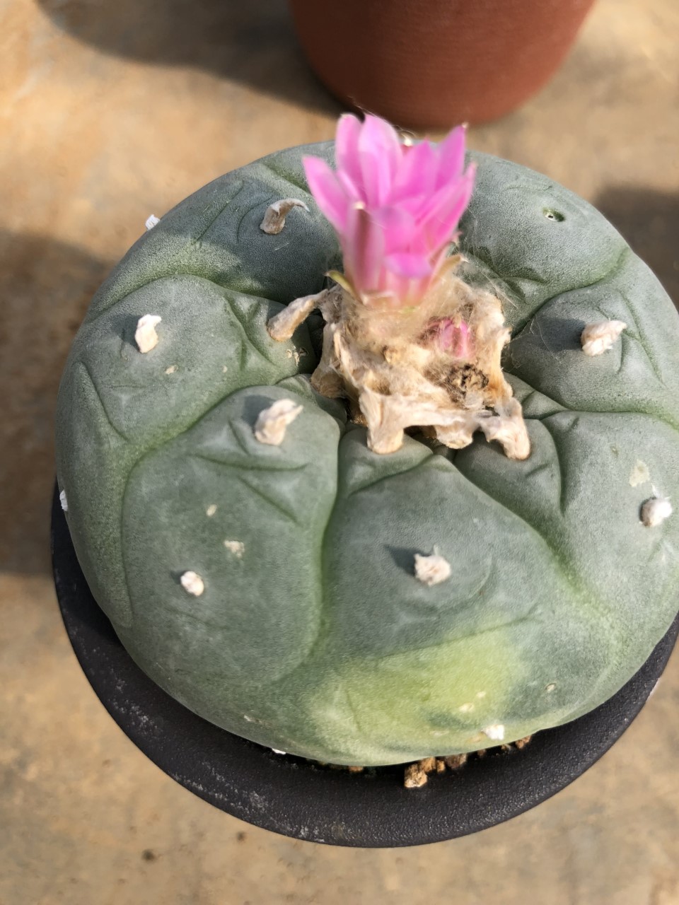 Scientists classify the species of Lophophora species into 5 main lines ...