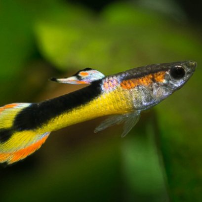 ปลาหางนกยูงป่าแบล็คบลา black bar endler - overallaquarium