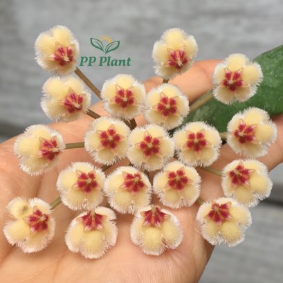 PPPlant (Decoration plants from Thailand)