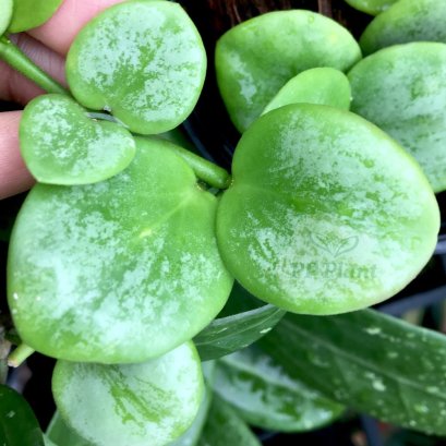 PPPlant (Decoration plants from Thailand)