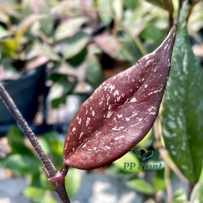 All products - ppplant