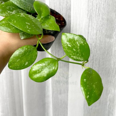 PPPlant (Decoration plants from Thailand)