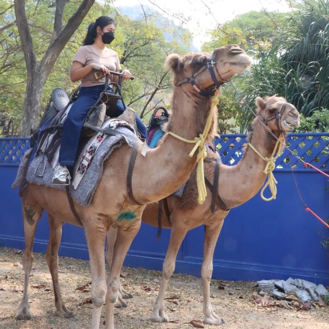 Animals Riding - camelrepublicpark.com