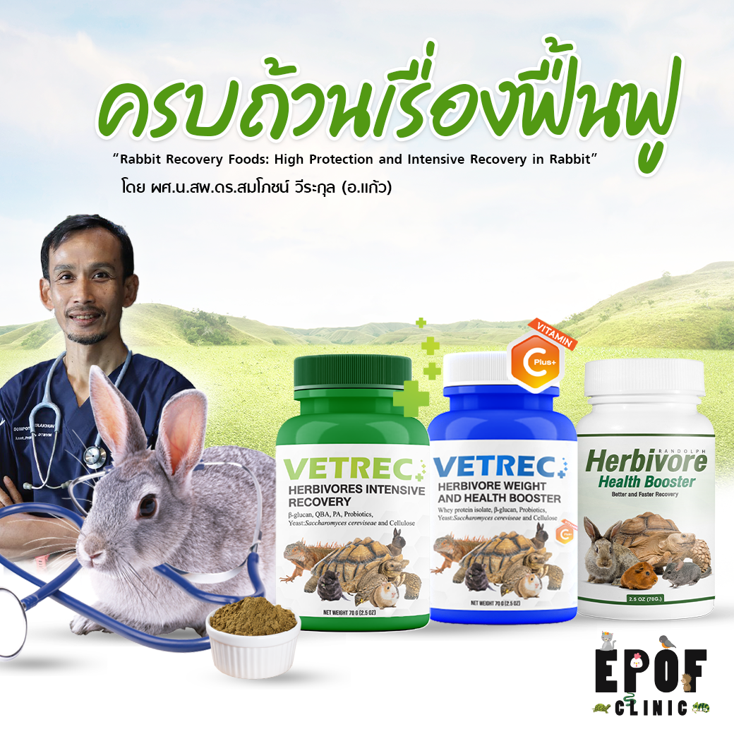 อัพเดตอาหารกระต่าย: ครบถ้วนเรื่องฟื้นฟู Ubdate! Rabbit Recovery Foods ...