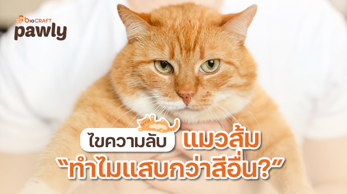 Why Do “Orange Cats” Seem More Mischievous Than Others?