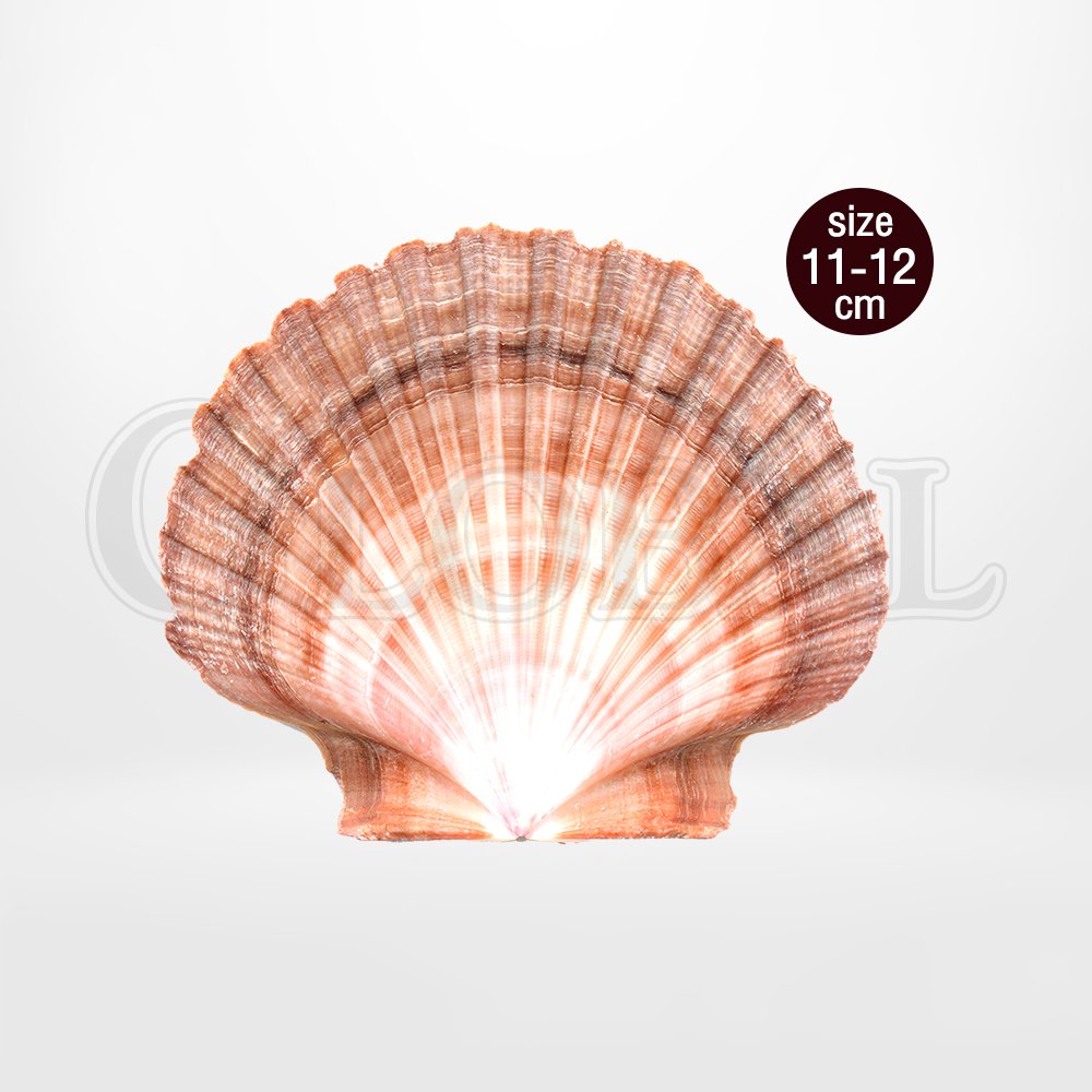 เปลือกหอยเชลล์ (Hotate Shell about 11-12 cm) แบรนด์ Daisho Foods