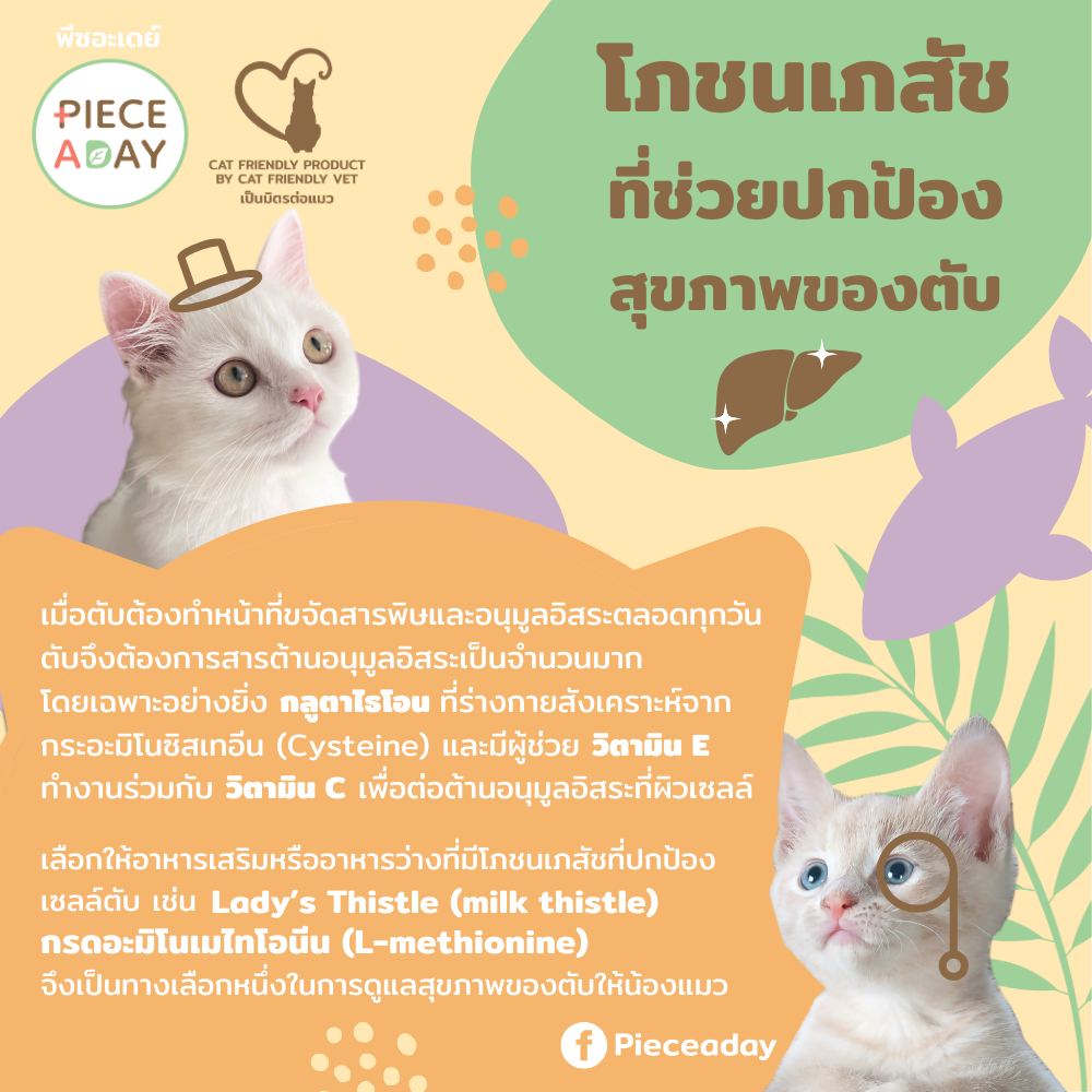 โภชนเภสัชที่ช่วยปกป้องสุขภาพของตับ