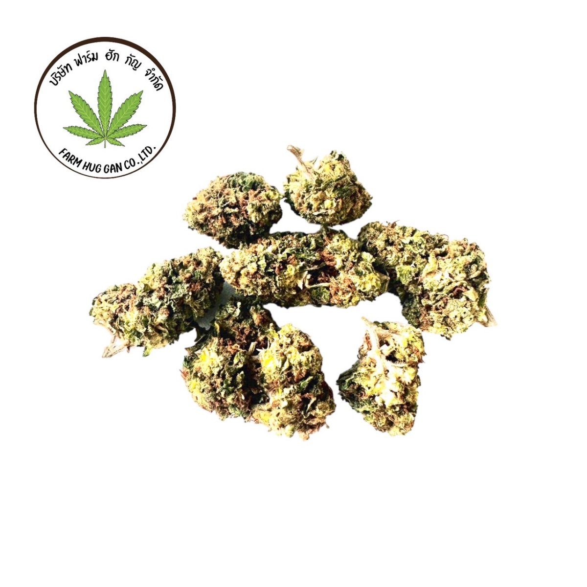 GDP Grand Daddy Purple ดอกกัญชาคุณภาพดีสายพันธุ์ 100% INDICA THC 25% ...