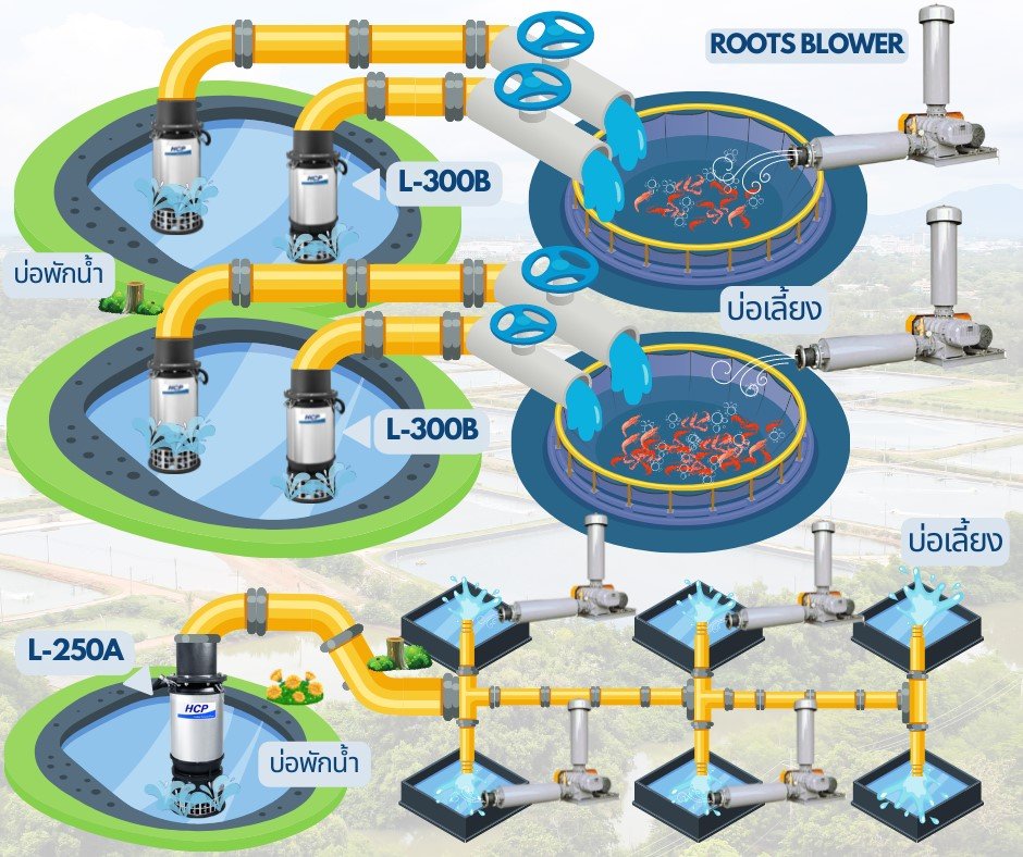 Job Report : Shrimp Farm - Chumphon - maxflow