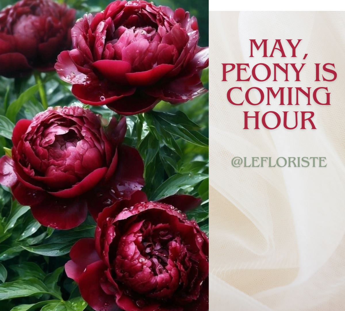 May, Peony is Coming