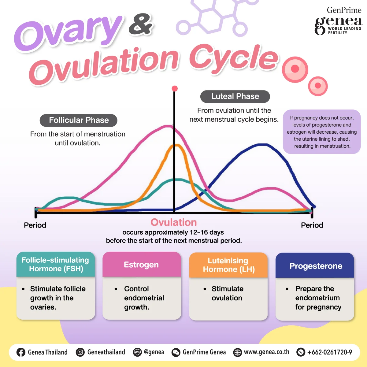 Understanding Ovulation: A Key to Fertility Success