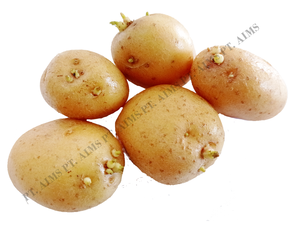THE BEST CERTIFIED POTATO SEEDS COMPANY IN INDONESIA - aimsseed