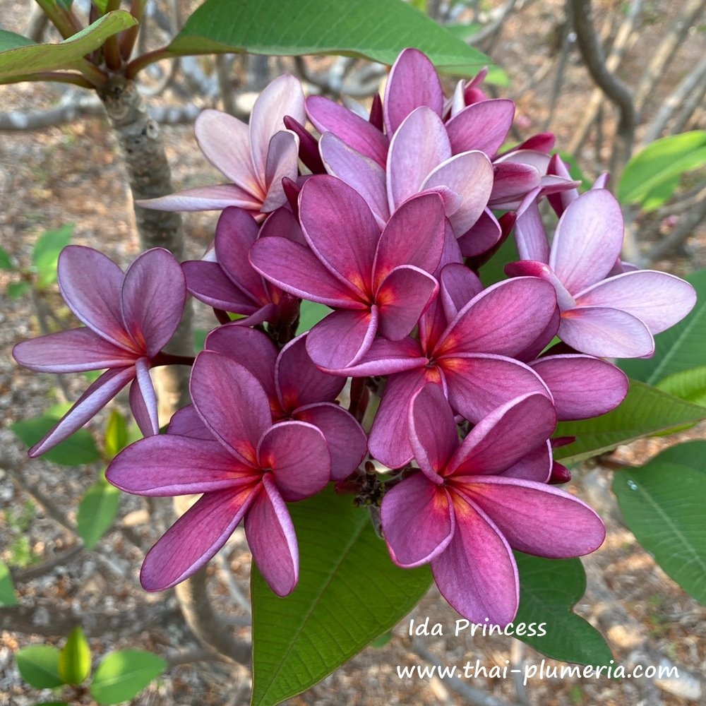 Plumeria plant IDA PRINCESS