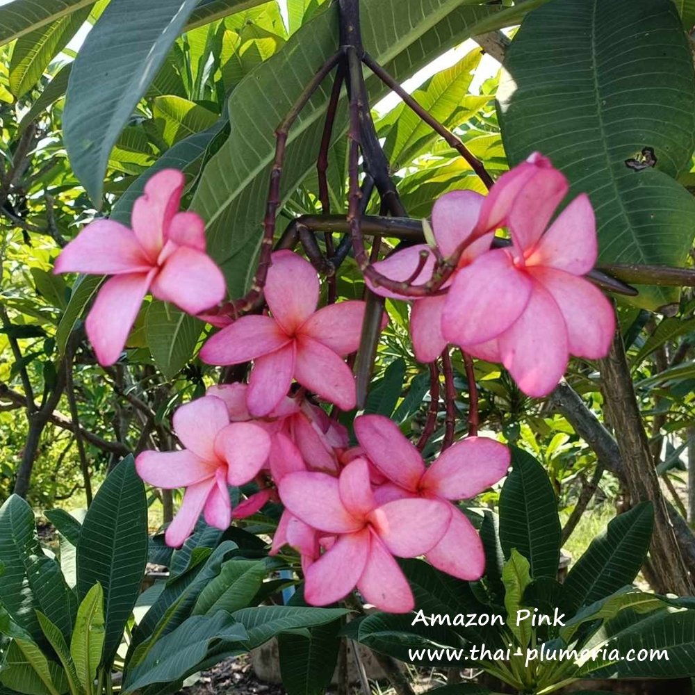 Plumeria seeds AMAZON PINK Free shipping