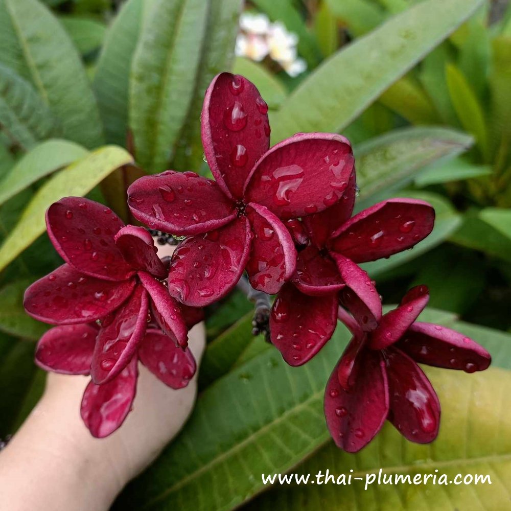 Plumeria plant BLACK RED