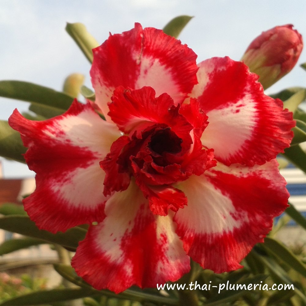 Adenium CHAI LAI plant