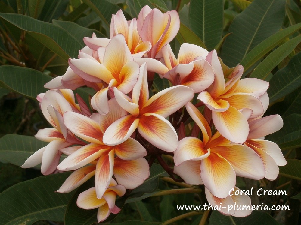 Plumeria seeds CORAL CREAM