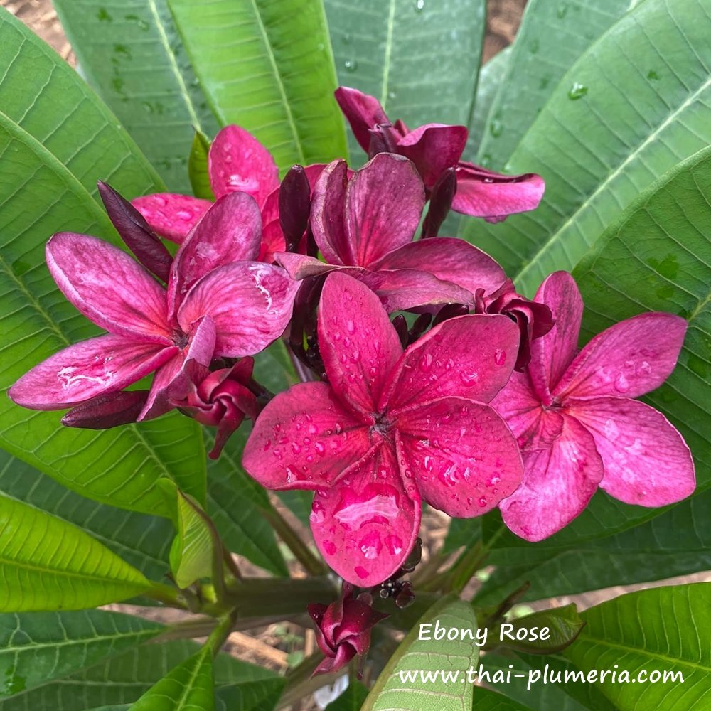 Plumeria plant EBONY ROSE