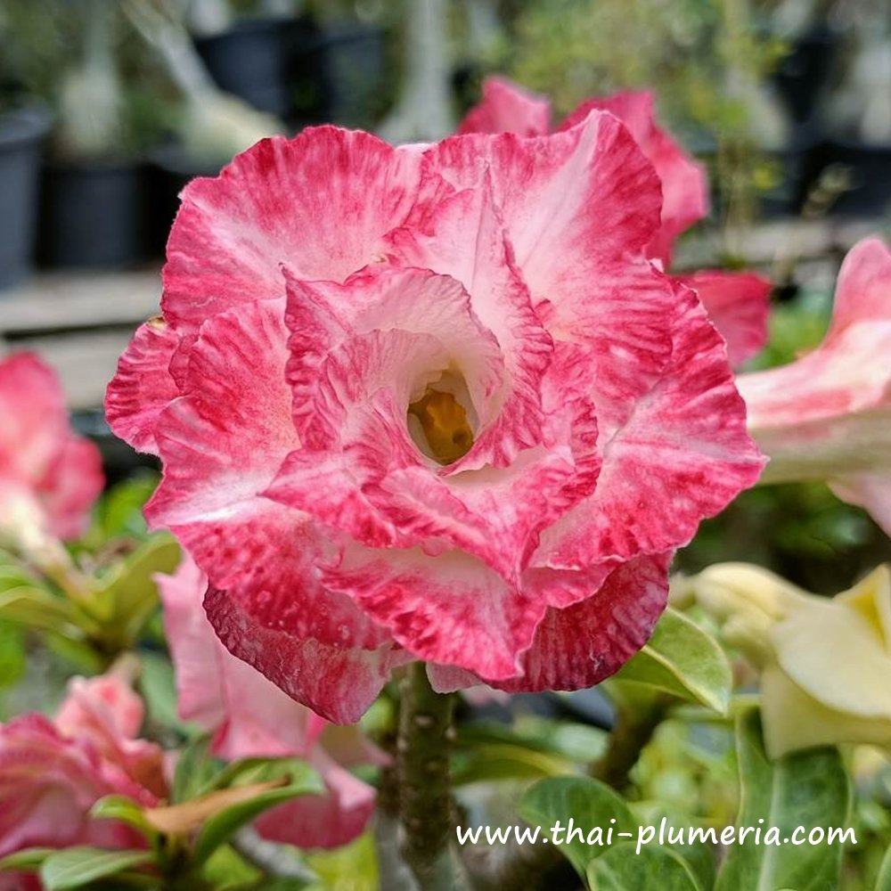 Adenium MAYA plant