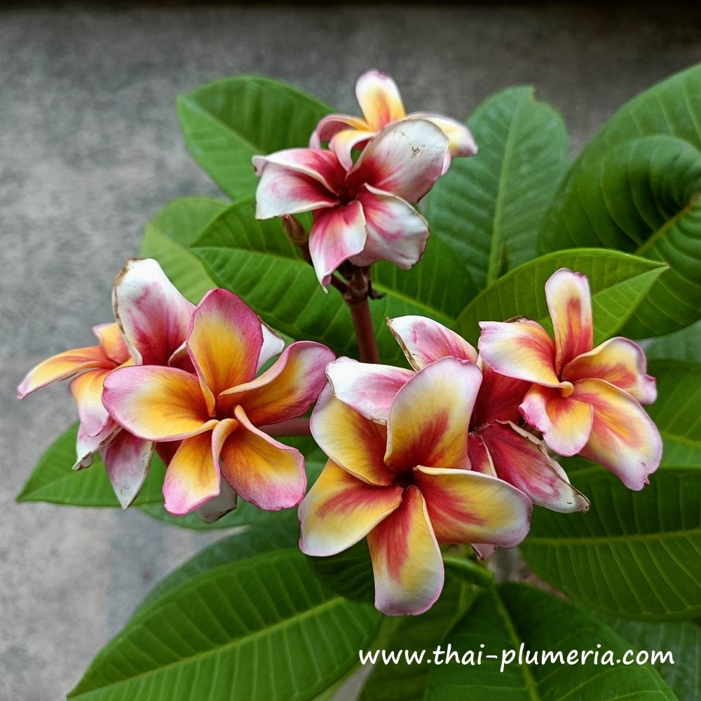 Plumeria plant MEYA