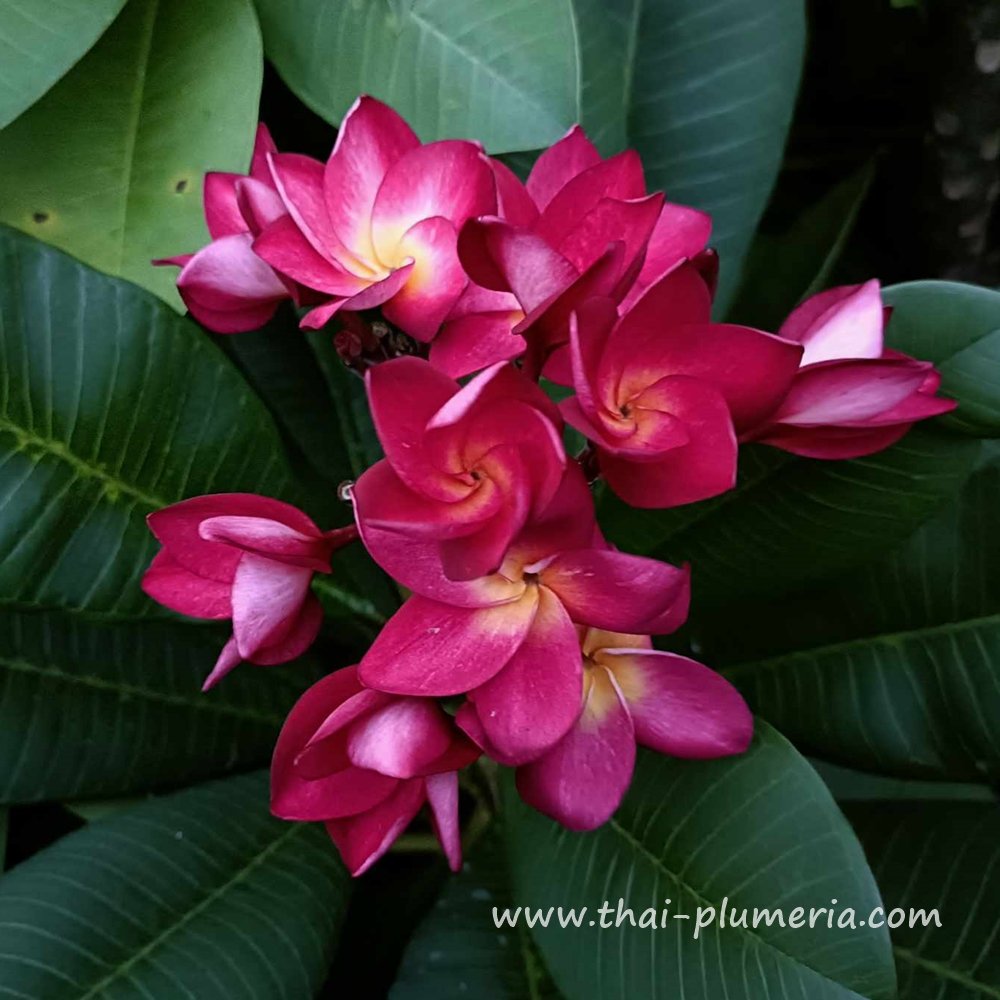 Plumeria plant NGAM PROM
